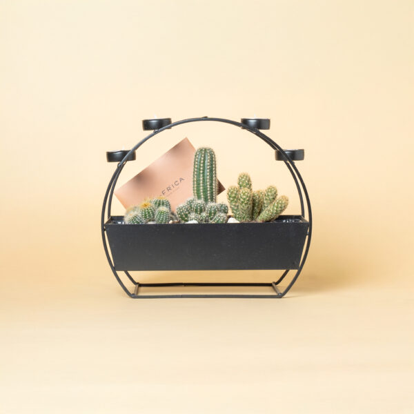 Cactus Essentials Terrarium – A-FRICA